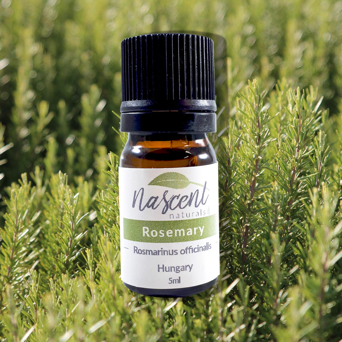 Rosemary Essential Oil – Nascent Naturals