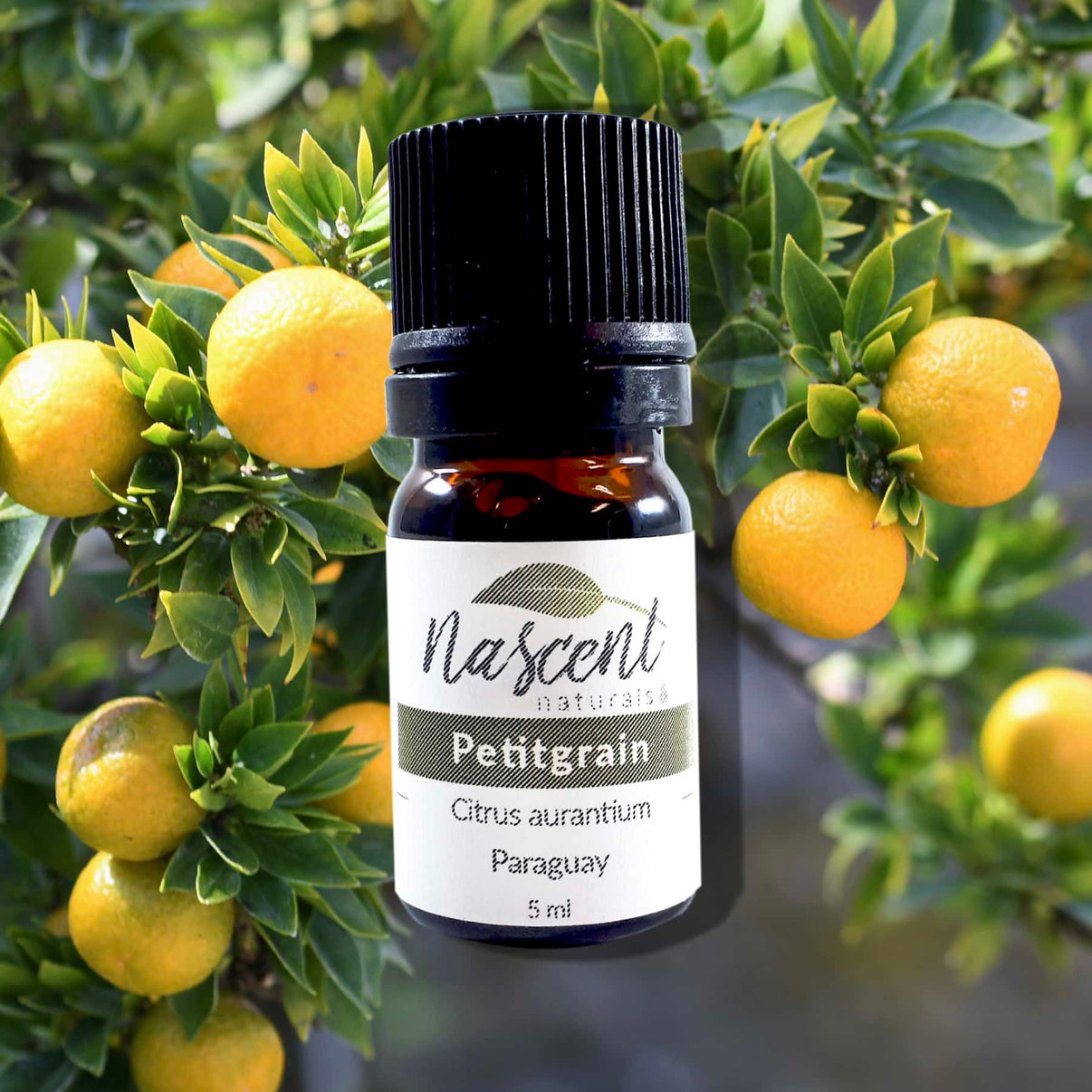 Petitgrain Essential Oil – Nascent Naturals