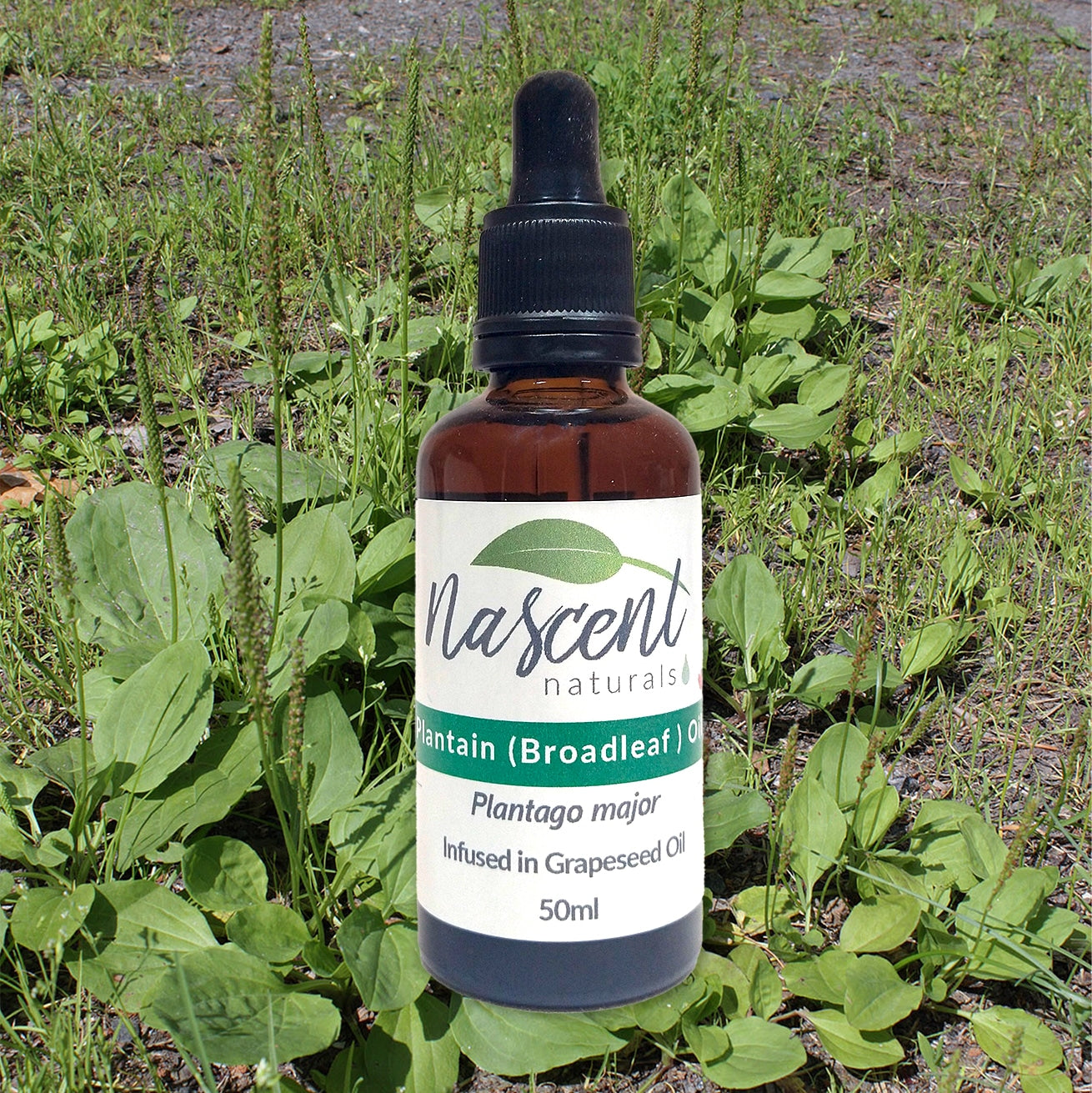 Plantain (Broadleaf) Oil – Nascent Naturals