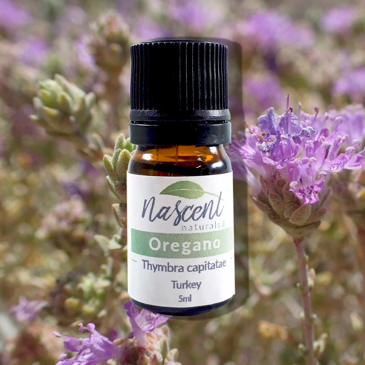 Oregano Essential Oil – Nascent Naturals